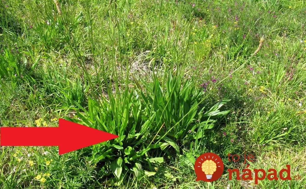 Rastie nám priamo pod nosom: TOTO nie je burina, ale jedna z ...