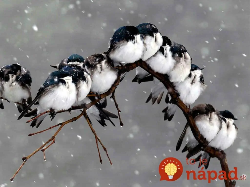 Nenechajte vtáčiky cez zimu zmrznúť. Ľahký spôsob ako im zachránite ...