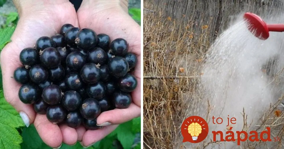 Úplne jednoduchý trik, vďaka ktorému som minulý rok oživila moje ...