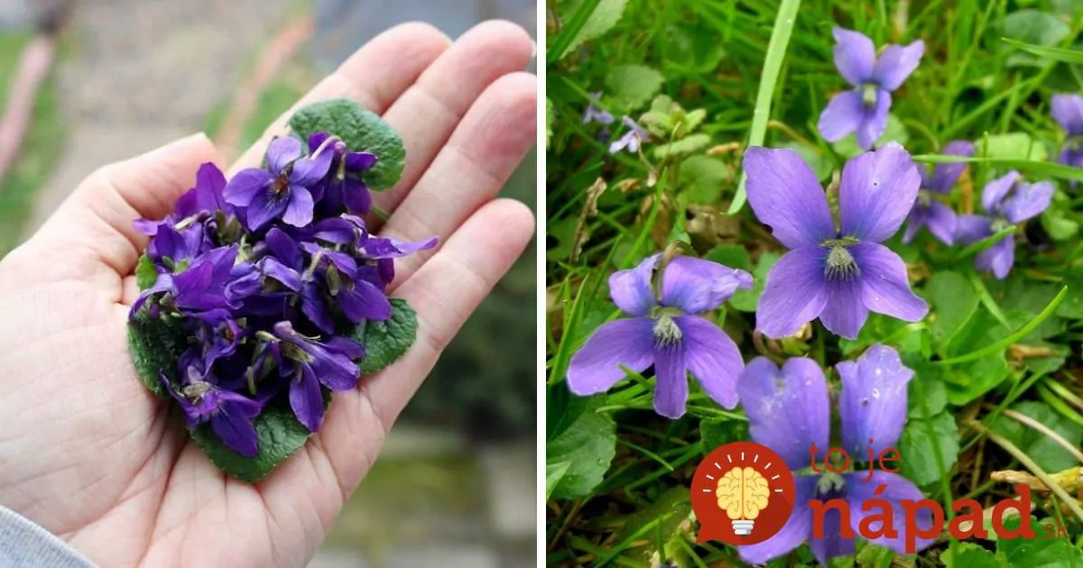 Tieto drobné kvietky poznáme už od detstva: Ak ich nájdete na záhrade ...
