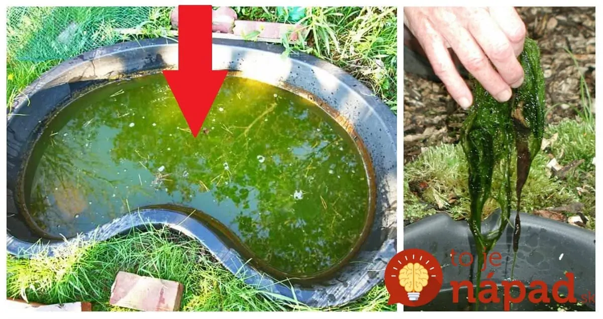Perfektný tip, ako vyčistiť vodu v jazierku bez driny a chémie: Stačí ...