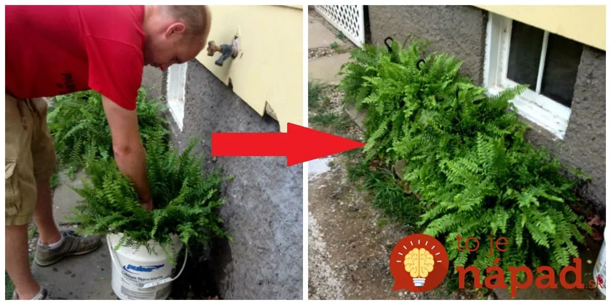 Trik záhradkára, ako získať úžasne bujnú a zelenú papraď: Doprajte jej ...