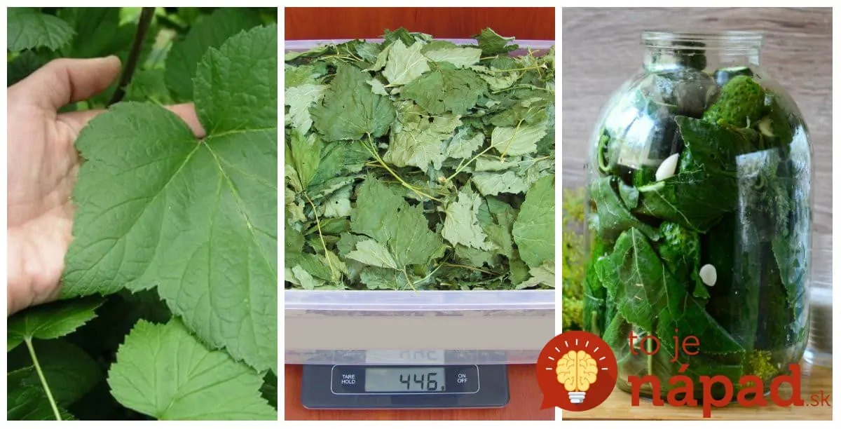 Neoceniteľná rada pre každého, kto ich má na dvore: Natrhajte si ...