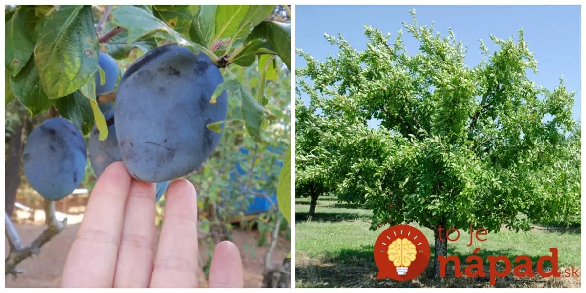 Rodili vaše slivky tento rok menej? Stihnite ešte v auguste toto, strom ...