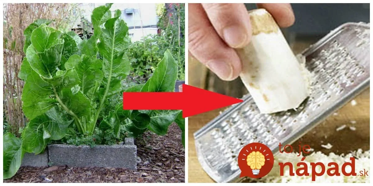 Mnohým sa rozrástla v záhrade a chcú sa jej zbaviť: Stačí však vykopať ...