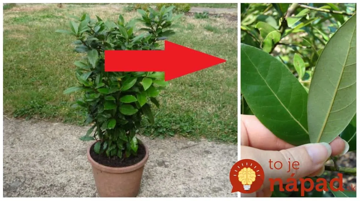 Dajte si ju pred dvere a máte pokoj od hmyzu a komárov: Tieto lístky ...