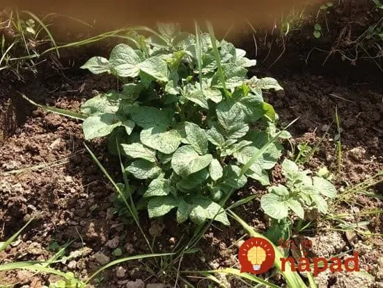 Zasadil len 14 zemiakov a úroda ohromná: Pestovateľ ukázal jednoduchý ...