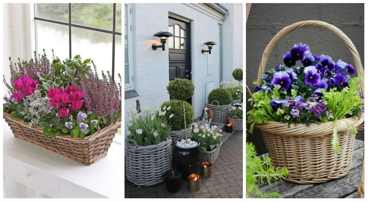 Namiesto klasických kvetináčov vysadili kvety do prútených košíkov a ...