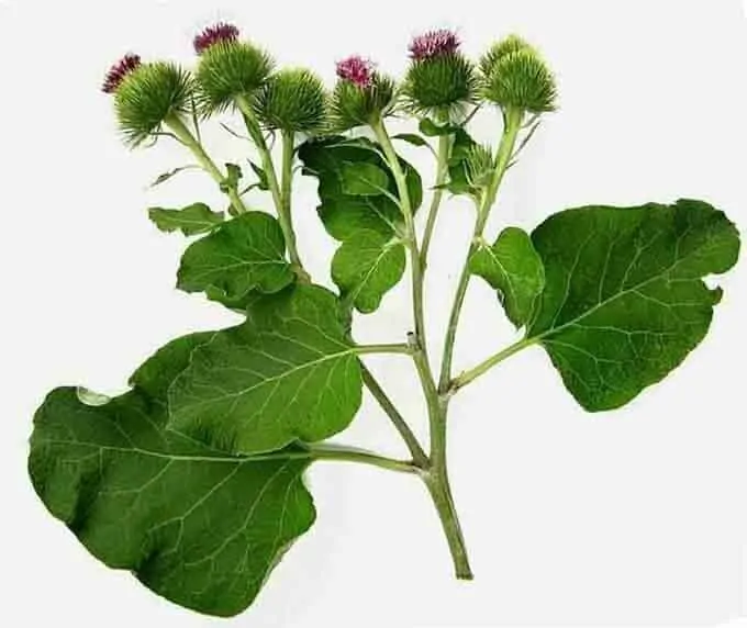 V tejto rastline sa ukrýva liečivá sila prírody: Pomáha pri ...