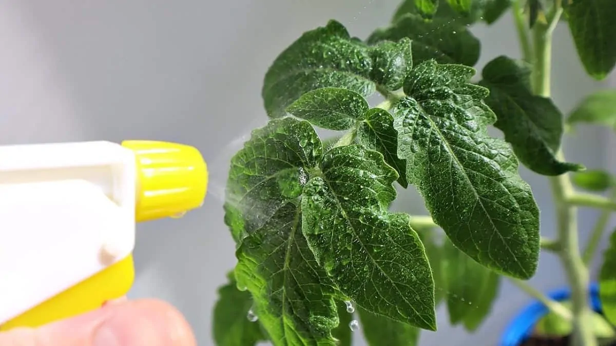 Odkedy používam tento LACNÝ RECEPT, uhorky a paradajky nenapadli žiadne ...