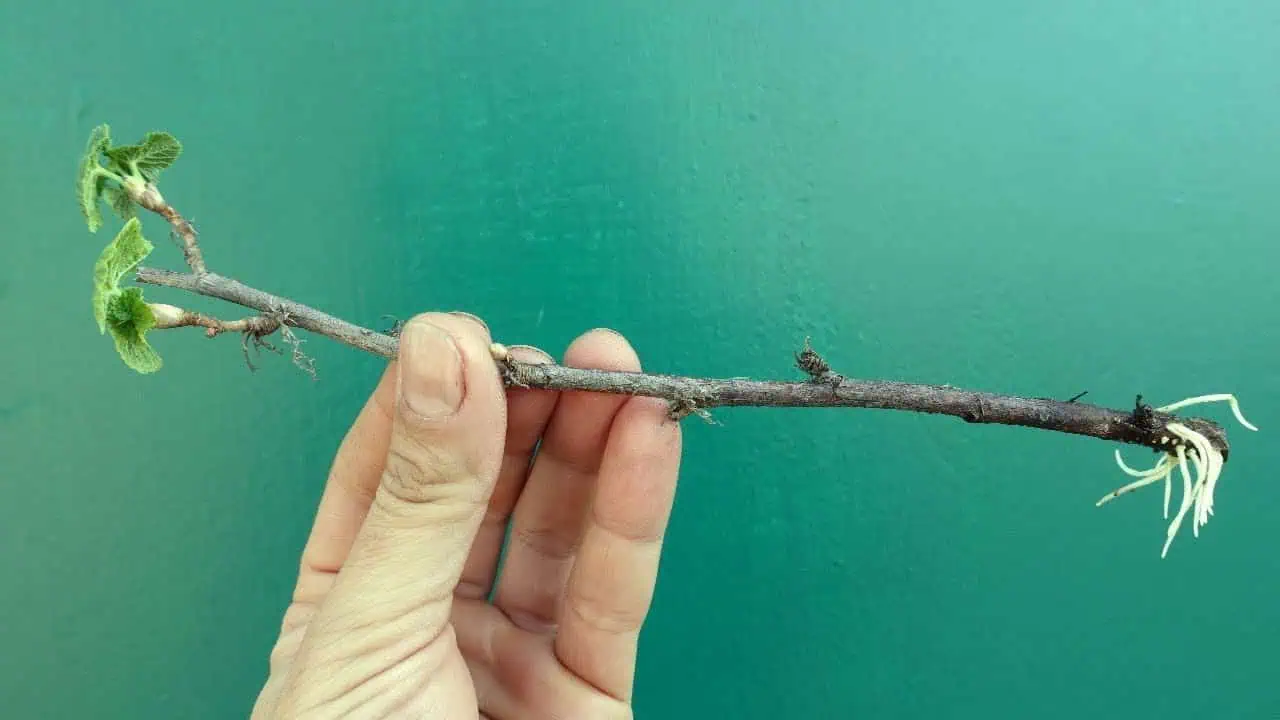 Skvelý spôsob ako zakoreniť ríbezle za 7 dní: Stačí keď poznáte tieto 4 ...