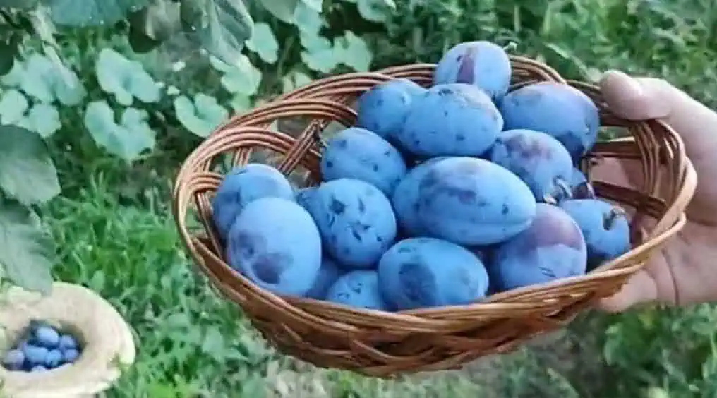 Slivka je zázračné ovocie: Výborne chutí čerstvá, aj v koláčoch a je ...