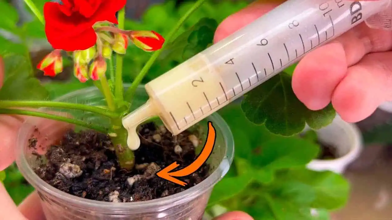 Júnová výživa pre kvety: Trochu tohto hnojiva nakvapkám pod kvitnúce ...