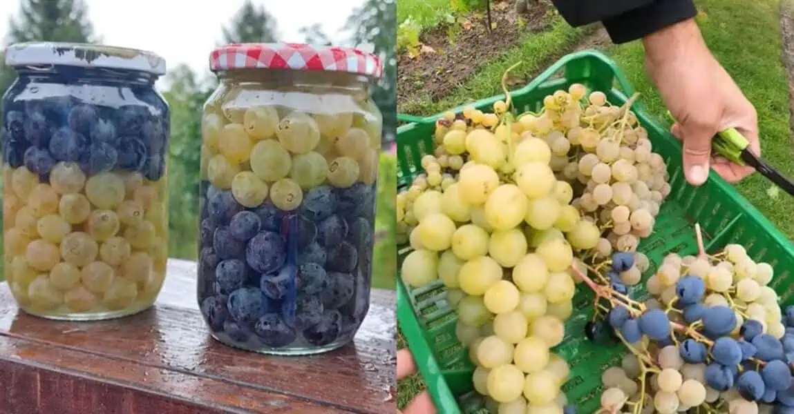 Hrozno na zimu: Šialene chutné a mimoriadne jednoduché - deťom chutí ...