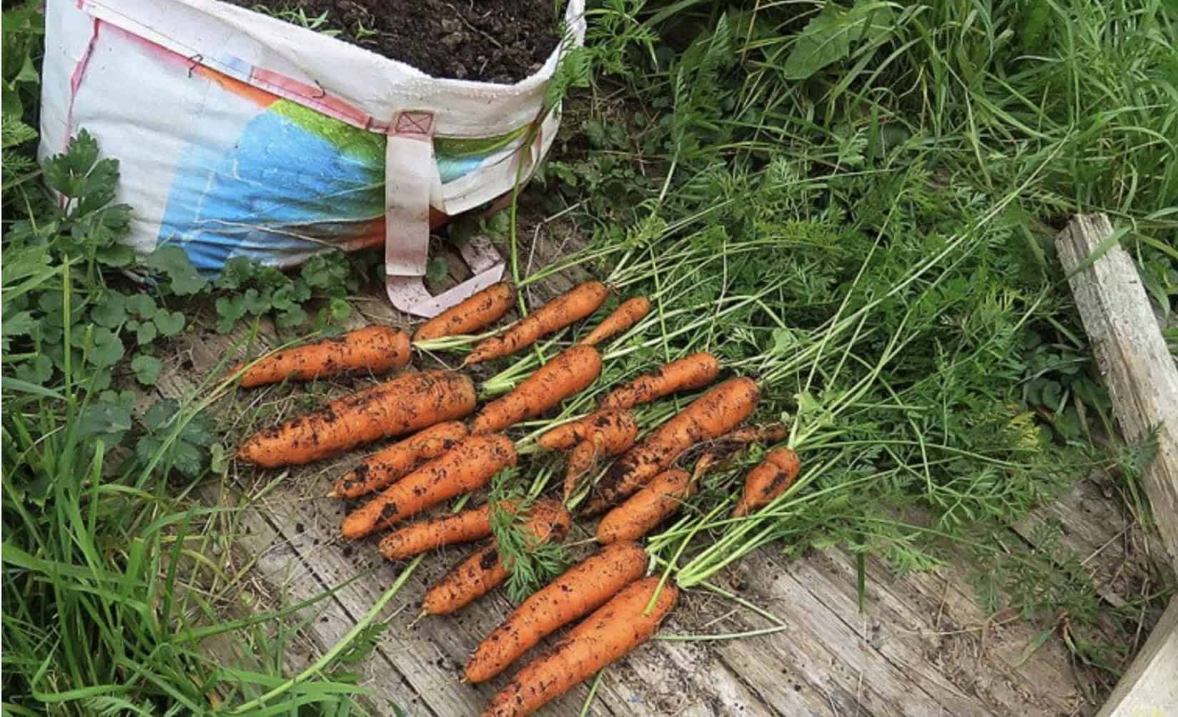 Táto prísada do pôdy je hotovým zázrakom pre mrkvu: Vďaka nej bude ...