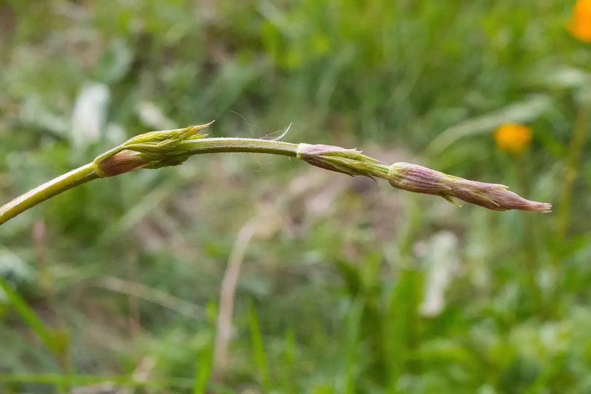 Najdrahšia zelenina nám rastie priamo pod nosom: Ponáhľajte sa, pretože ...