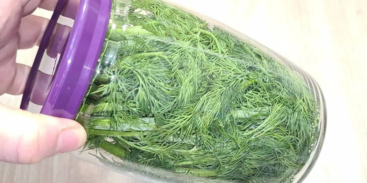 Nedocenená "BURINA" zo slovenských záhrad. Ak si hneď natrháte obyčajný ...