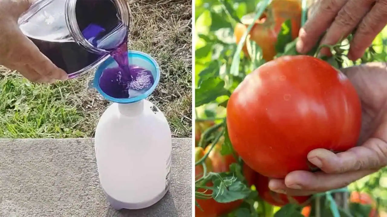 Pleseň, ani múčnatka nemajú šancu: Pripravte si tento roztok pre zdravé ...