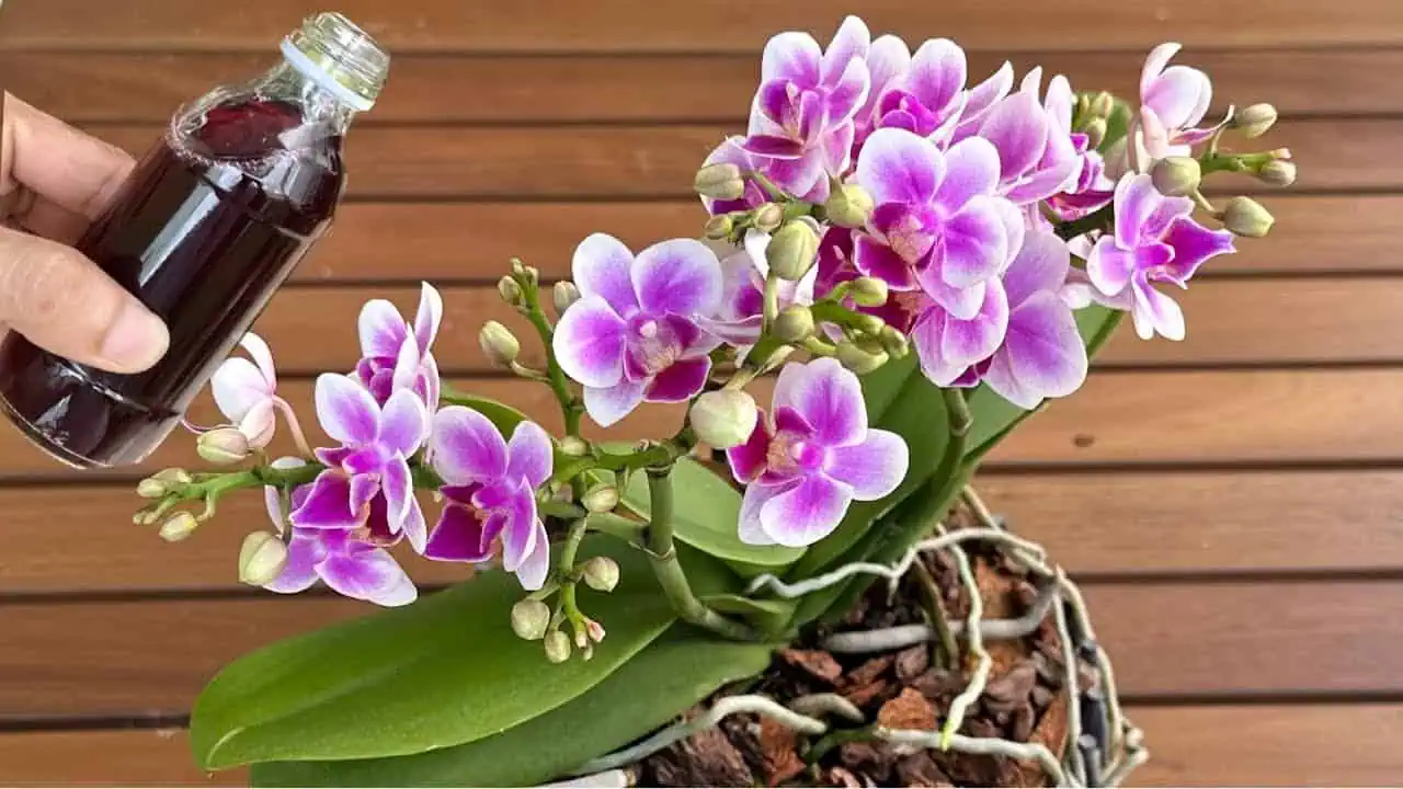 Stačí 1 šálka každý mesiac a orchidea kvitne po celý rok: Taká krásna ...