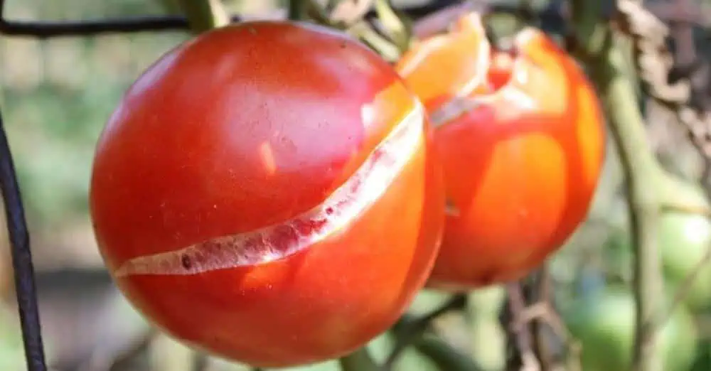 Konečne som zistila, prečo mi praskajú paradajky na kríku: Dôvod je veľmi jednoduchý!