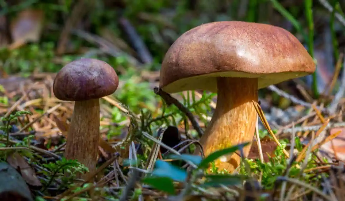 Vyberte sa na huby, teraz je ideálny čas: Toto sa oplatí vedieť o zbere ...