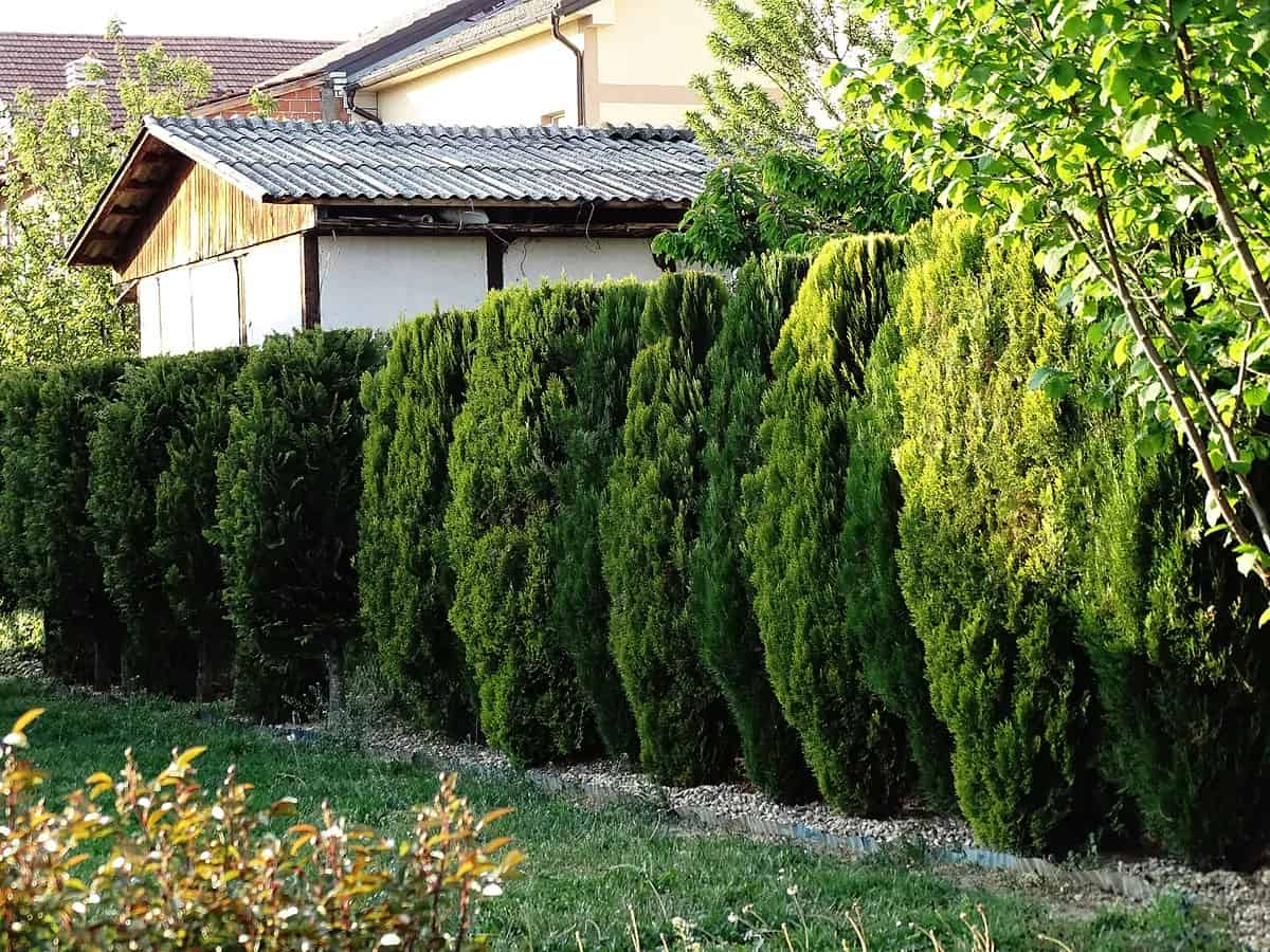 Ak chcete mať na záhrade TUJE ako z katalógu: Nakŕmte ich na jeseň ...