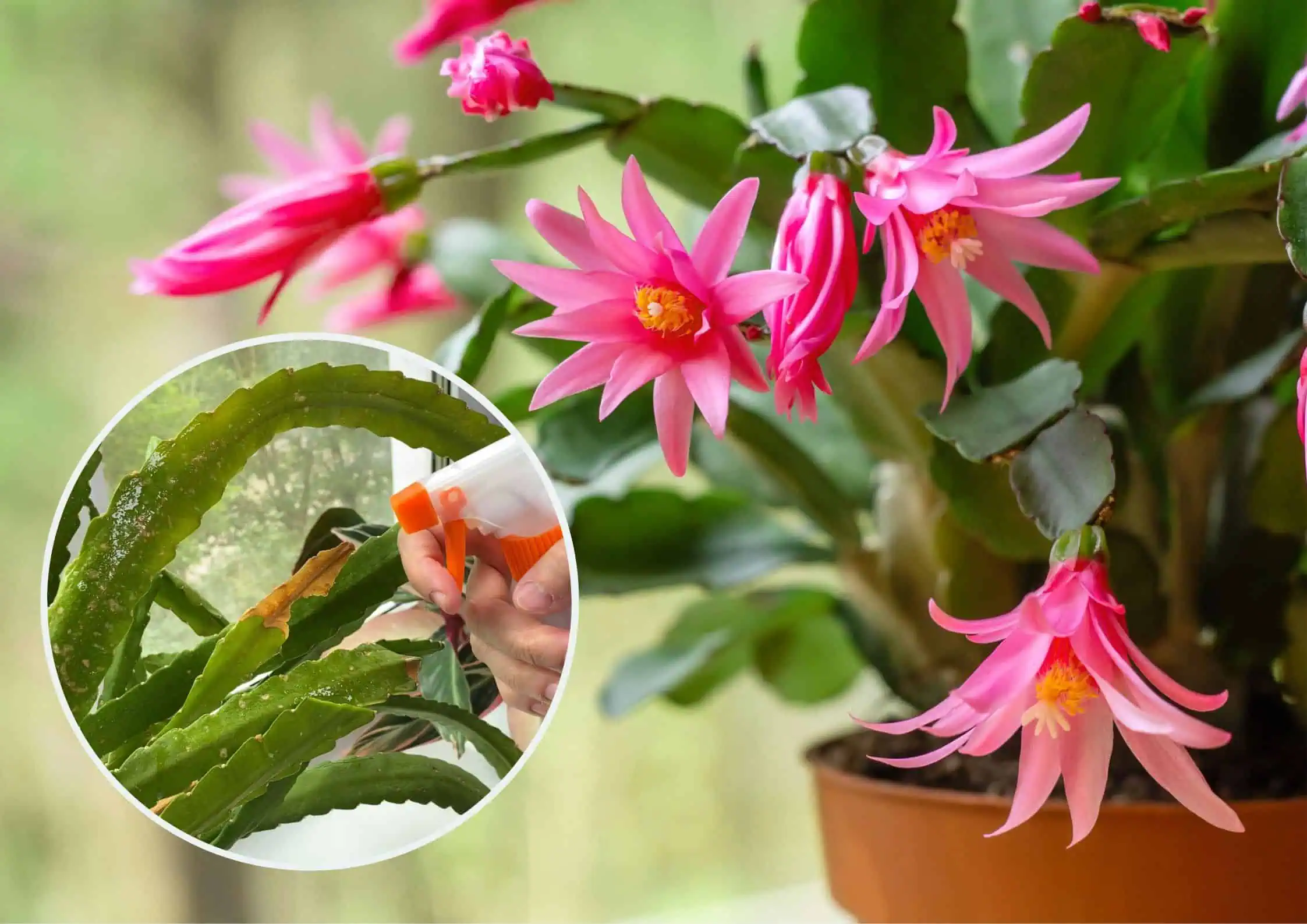 Poznám zaručený TRIK, aby bol vianočný kaktus na sviatky obsypaný kvetmi: Funguje mi to už roky!