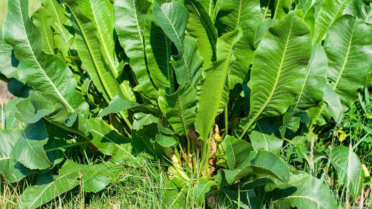 Málokto ju sadí správne: Je ako skutočný poklad! Neuveríte, koľko majú ...