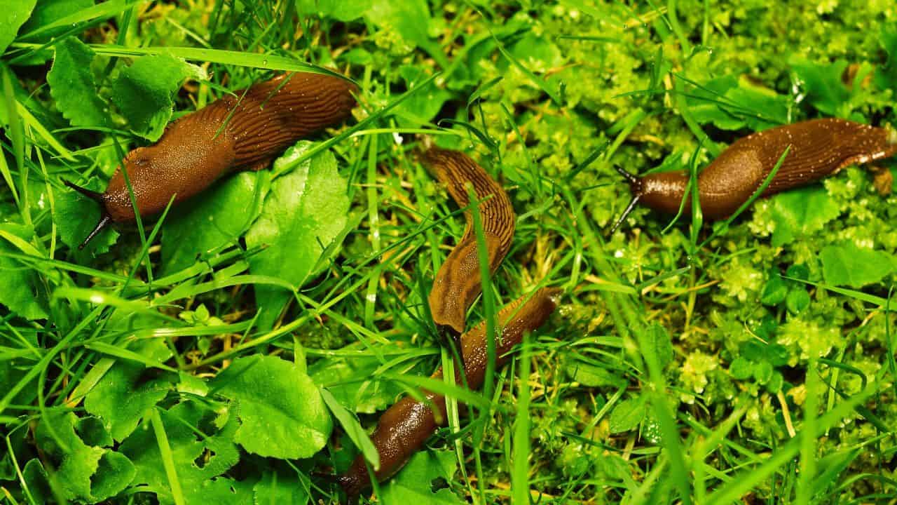 Odrezaný kus nechajte položený v záhrade: Zbavíte sa všetkých slimákov!