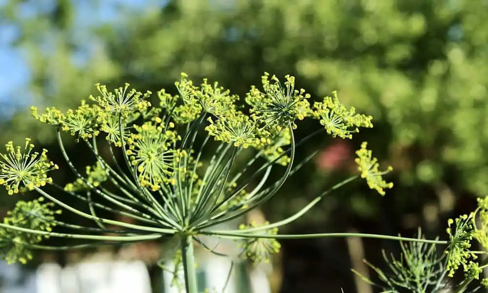 Kôpor sa dá využiť na niečo, čo by väčšine z nás nehádala ani vo sne!