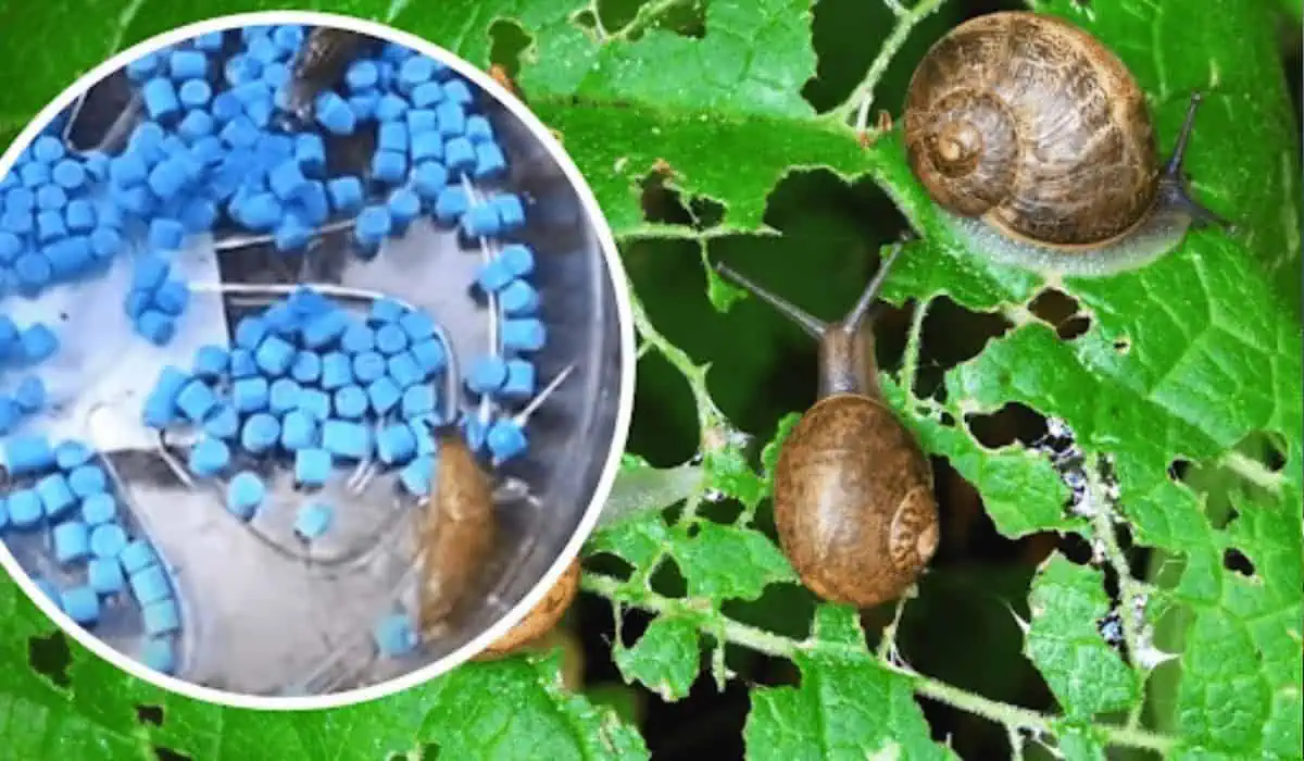 Populárny prípravok na likvidáciu slimákov je EXTRÉMNE nebezpečený ...