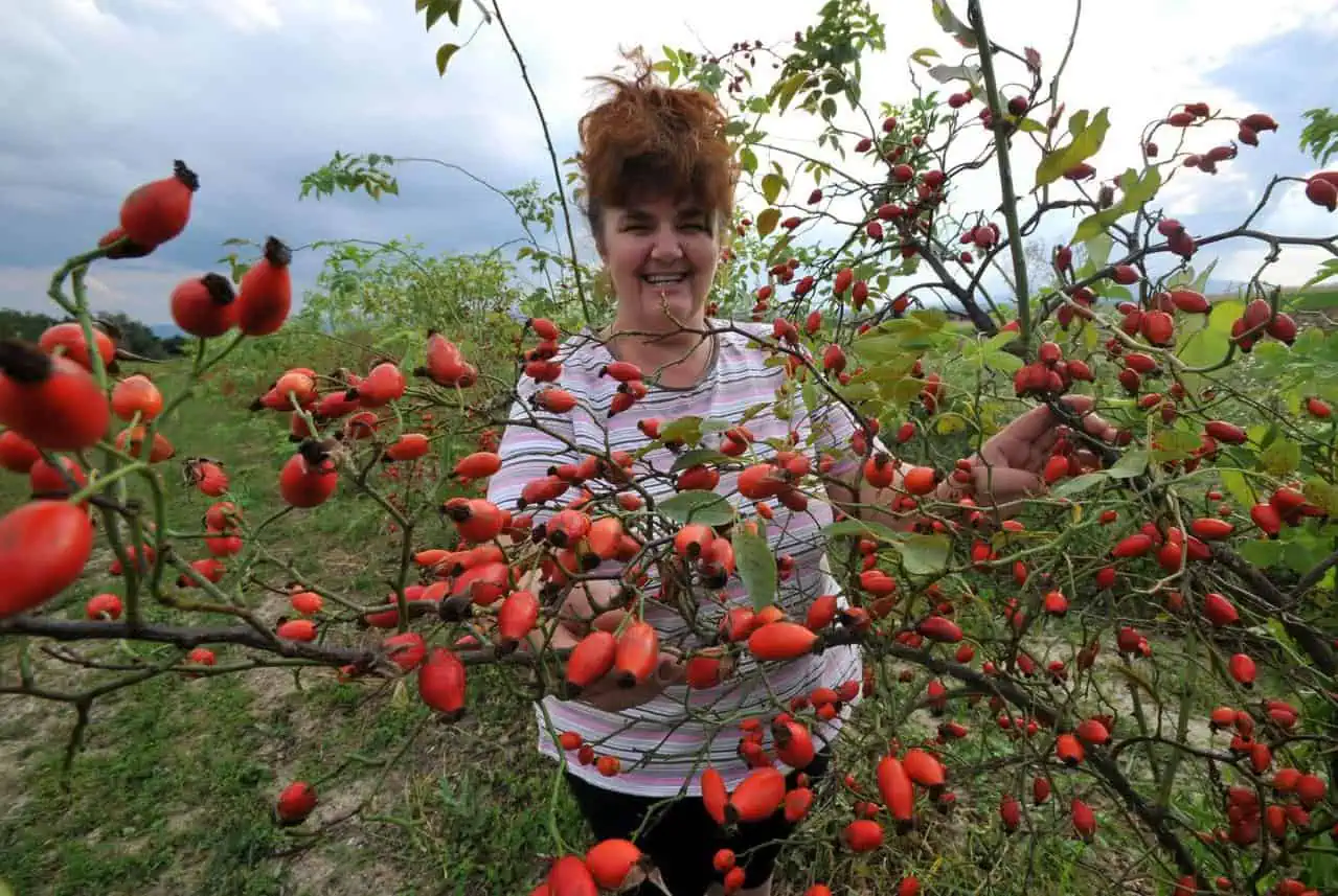 Hovorí sa, že preberie k životu aj mŕtveho: Toto je najliečivejšia ...