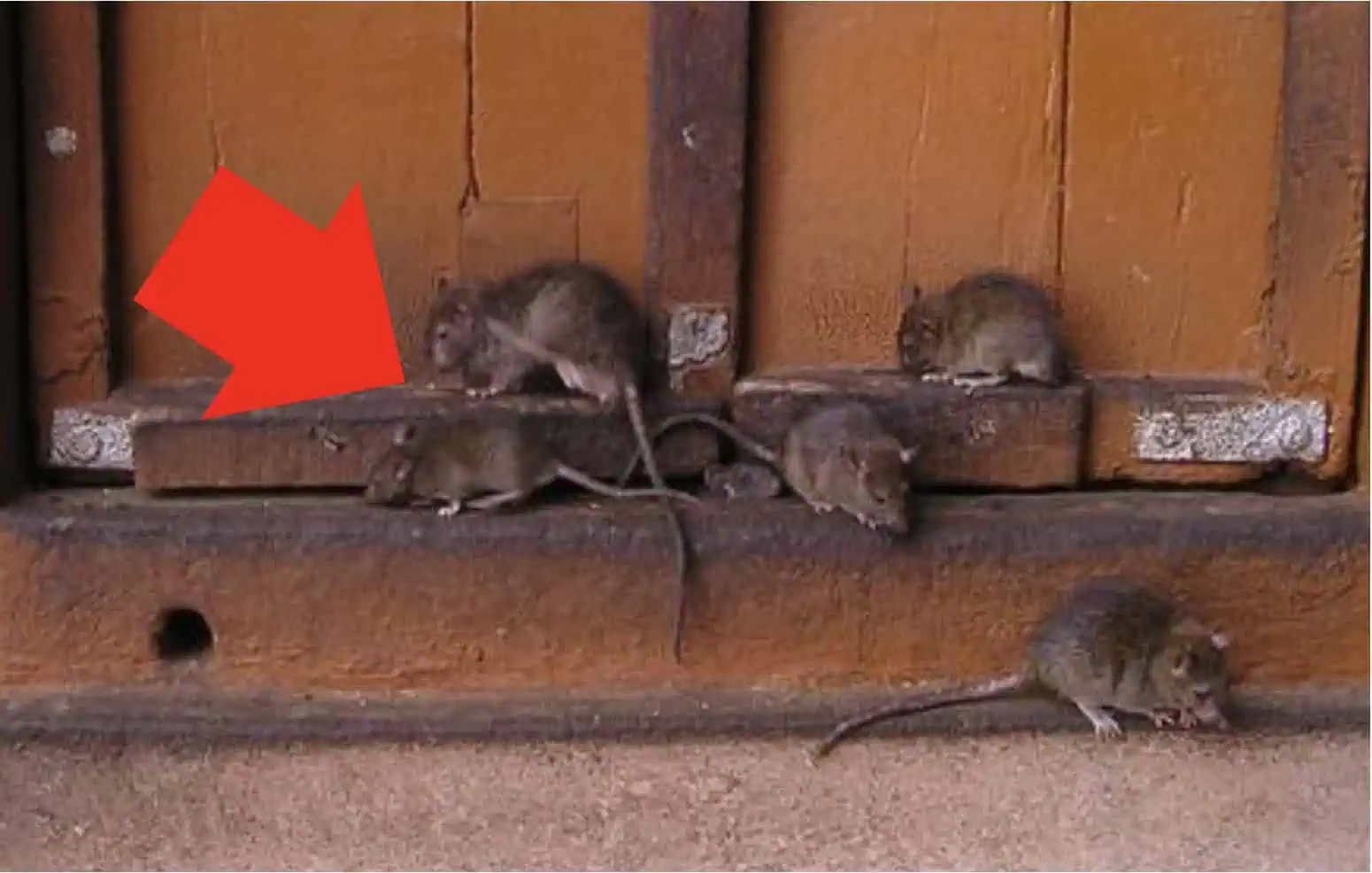 Potkany a myši sa k vášmu pozemku nepriblížia: Stačí pomlieť tieto ...