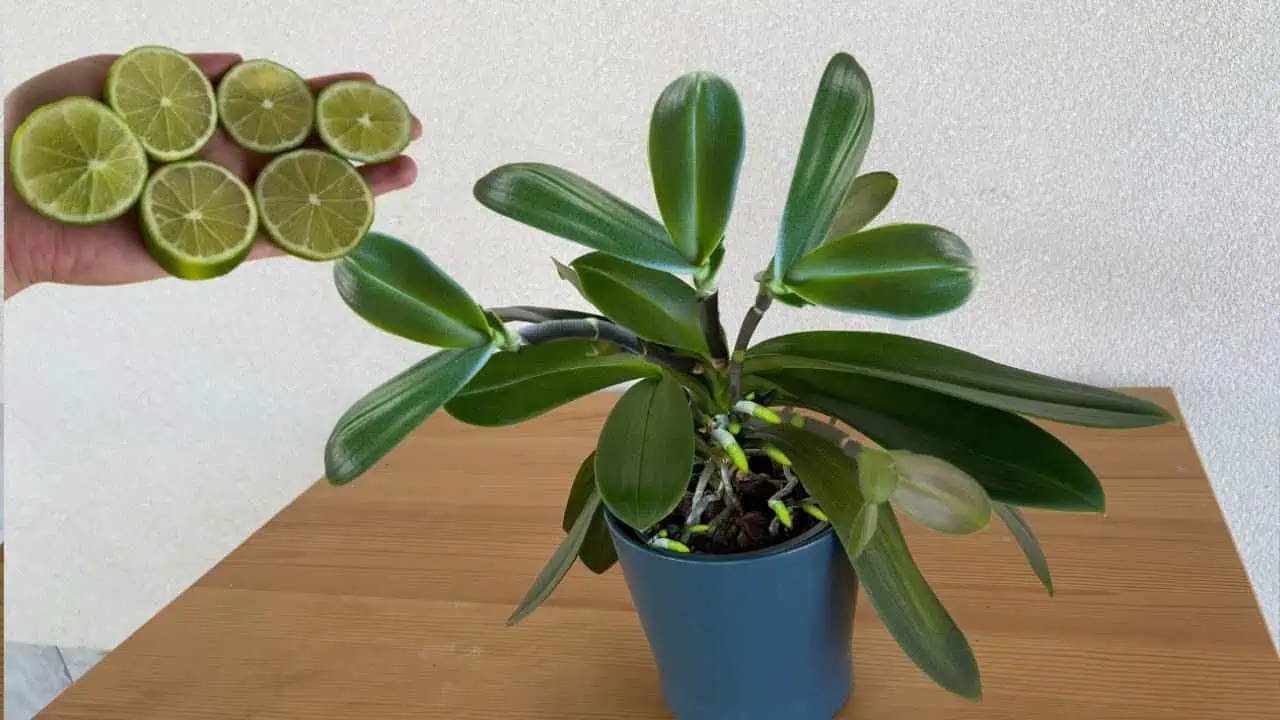 V septembri potrebuje orchidea 2 TENKÉ KOLIESKA tohto ovocia: Bude ...