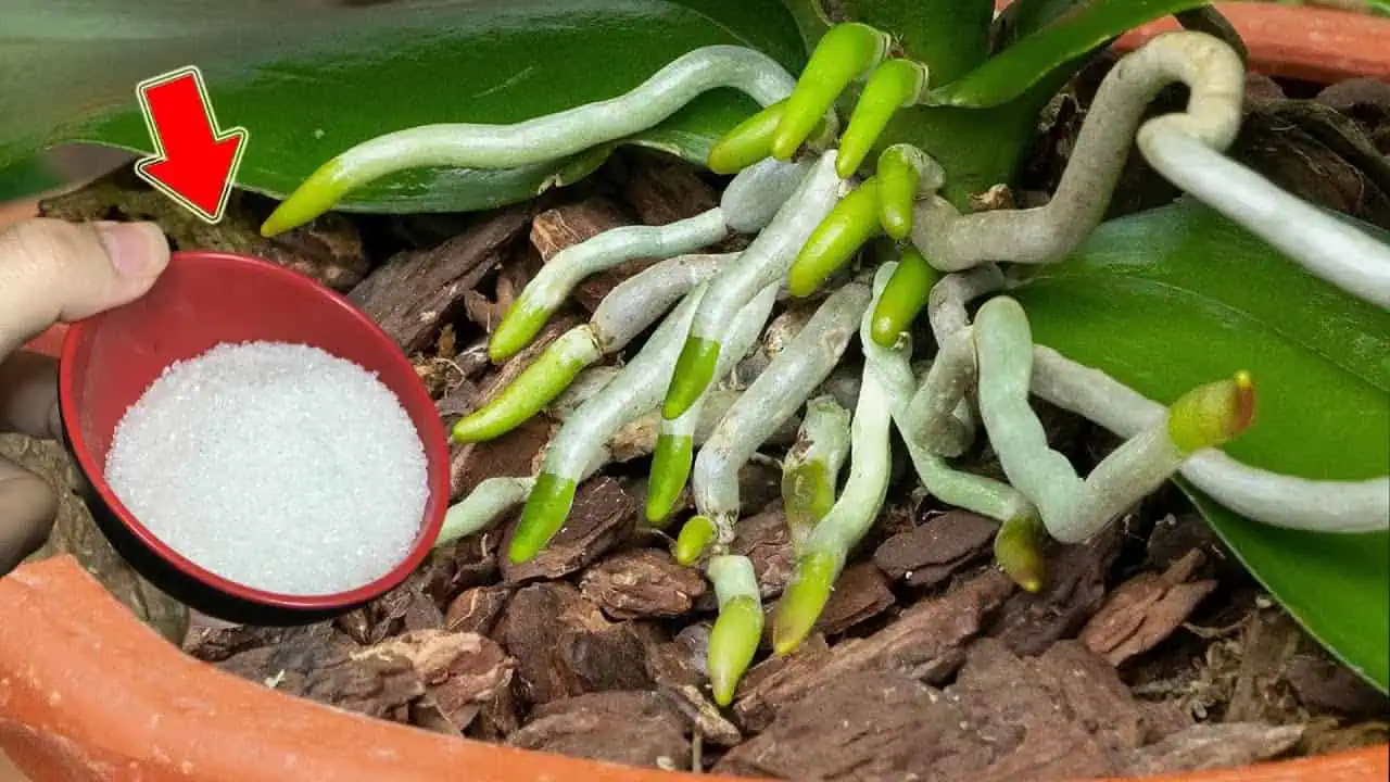 KORENE orchidey milujú cukor: Nakŕmte ju týmto spôsobom a bude kvitnúť ...